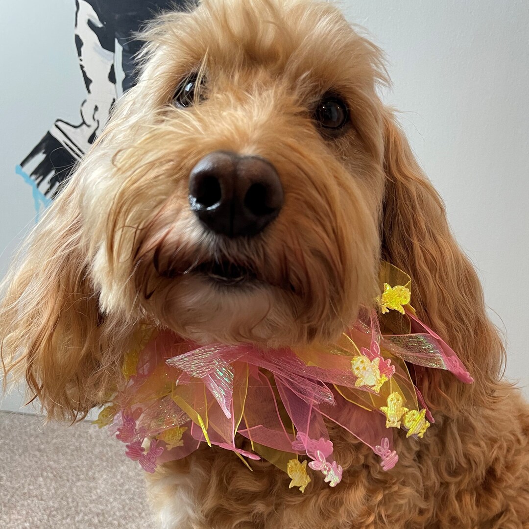 Sparkling Bunny and Chick Frill Dog Collar Dog Festivities Collar Great ...