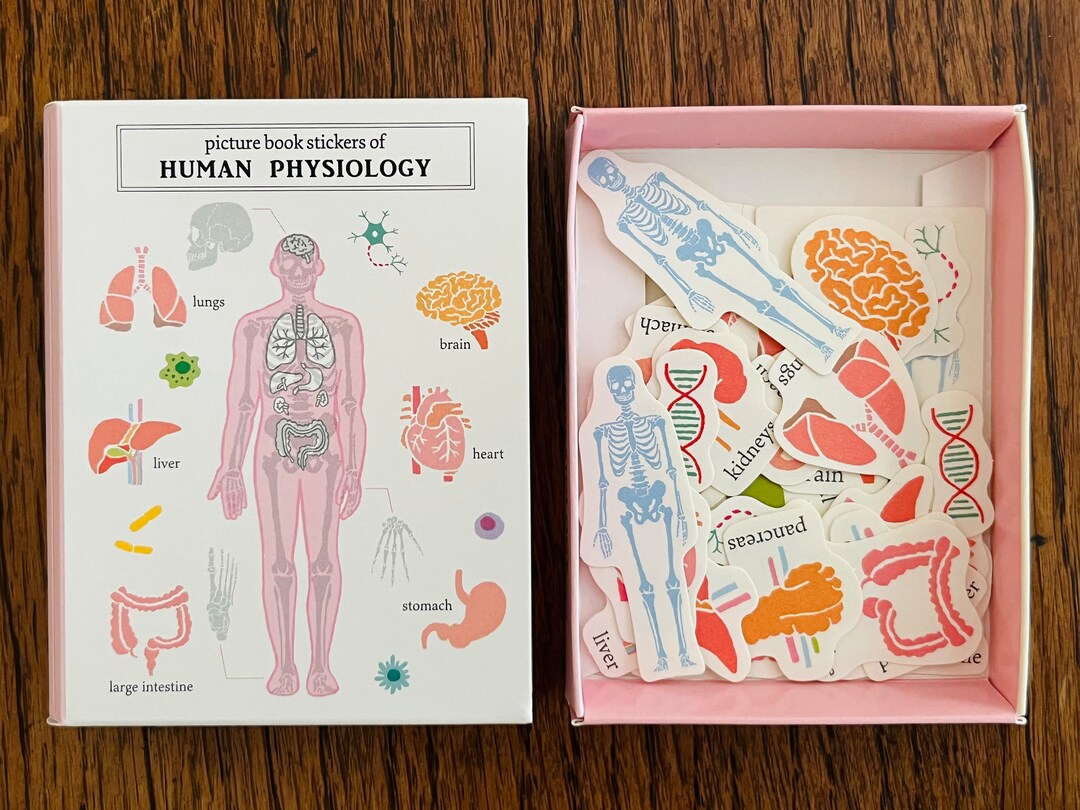 Human Physiology Sticker Box - Human Body, Skeleton, Organs Sticker Set ...