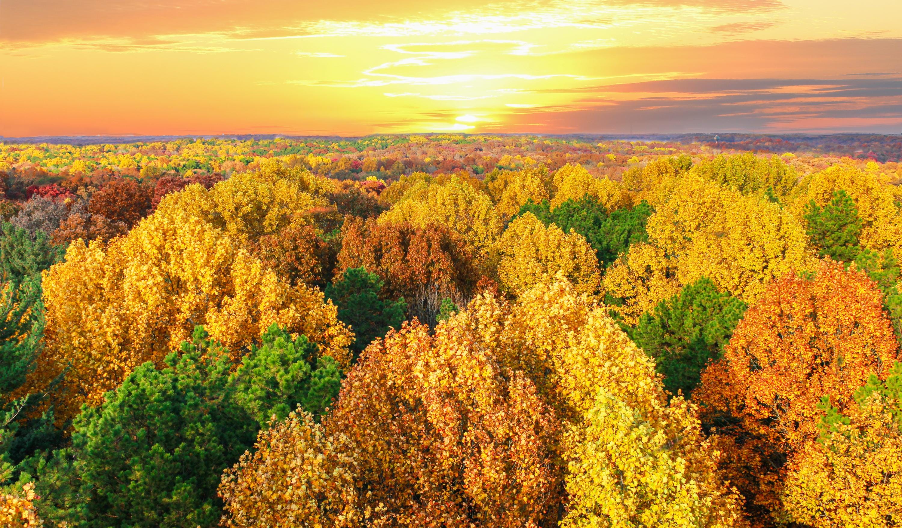 2026 Trees Calendar | Majestic Trees & Forests - Etsy