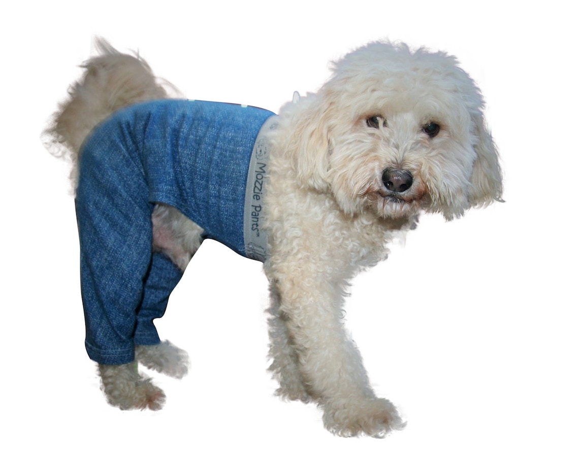 Walking Dog Pants - Dog Wounds, Dog Surgery, Dog Cone, Keep Clean. E ...
