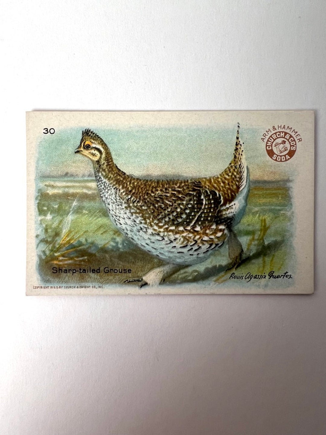 Victorian Advertising/ephemera/trading Card - Sharp-tailed Grouse by ...