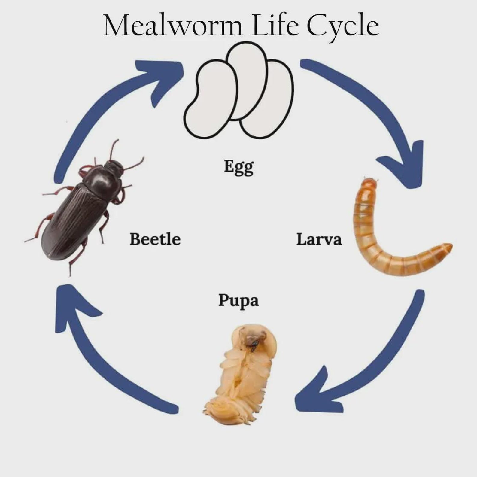 Complete Mealworm Colony Kit - Etsy