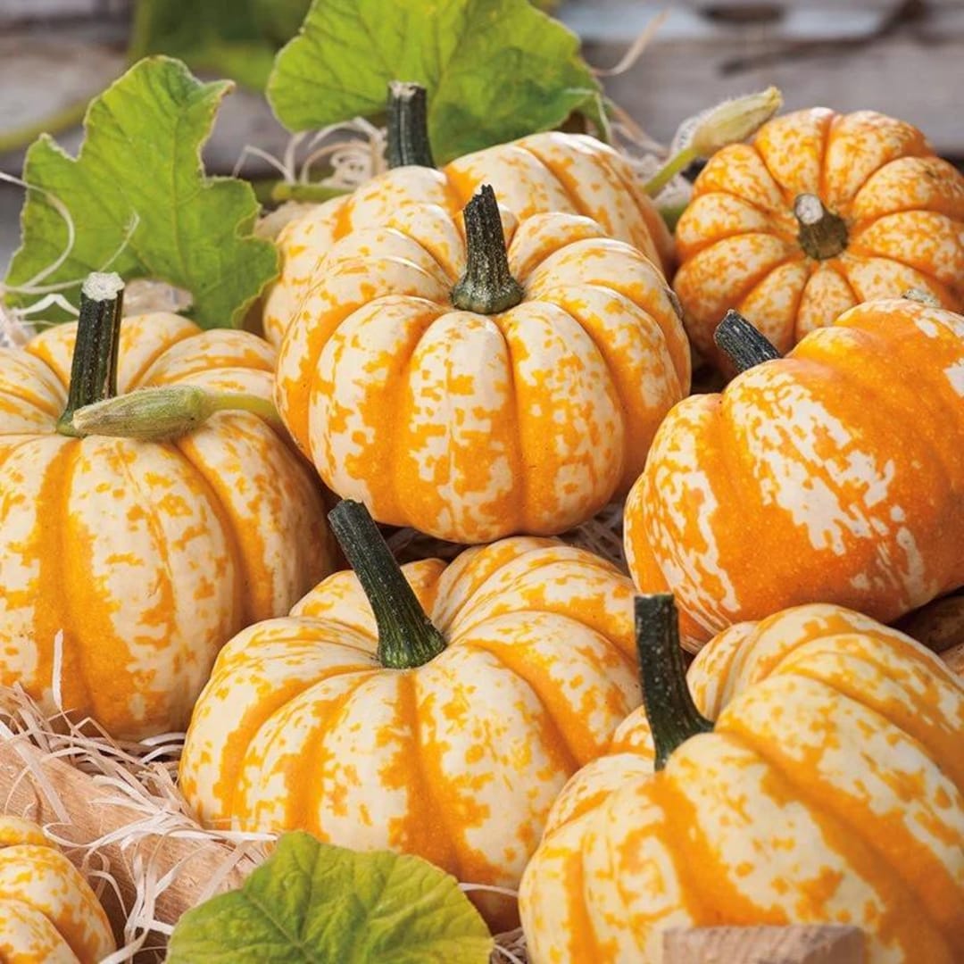 10 F1 Blaze Miniature Pumpkin Seeds - Etsy