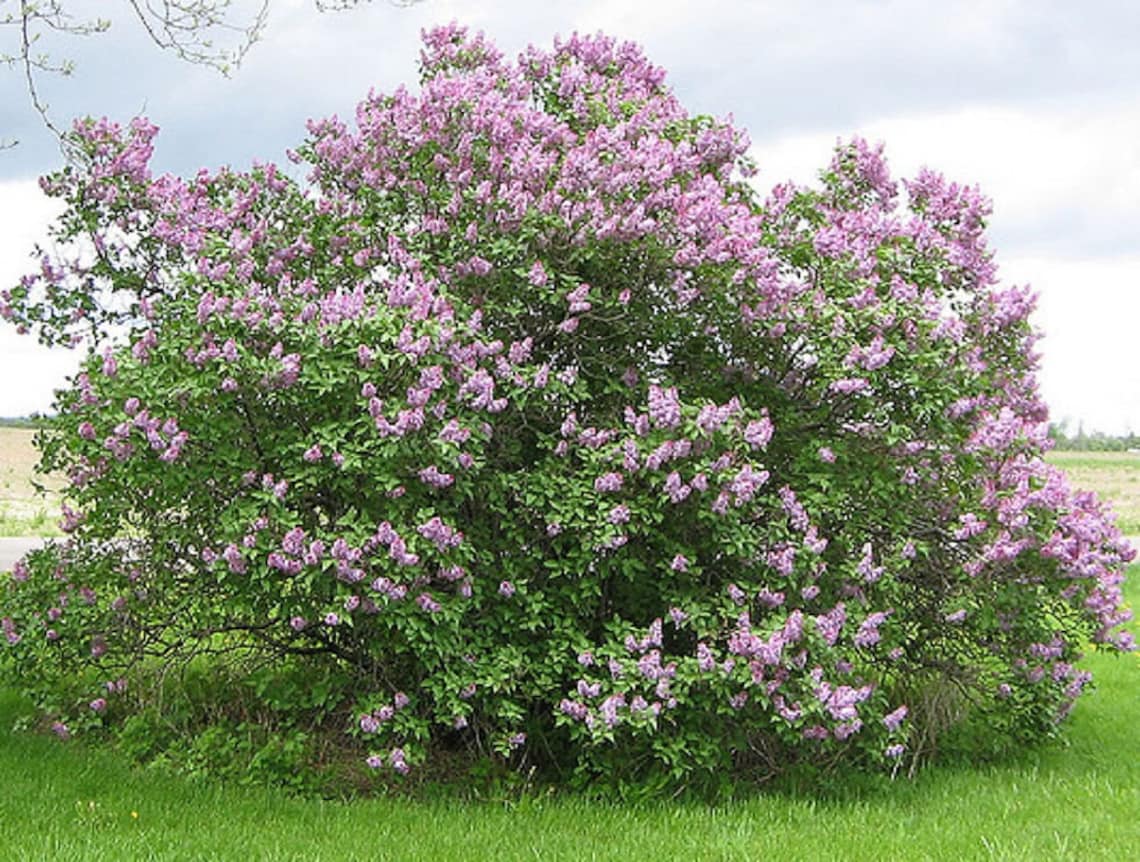 Early Korean Lilac - (1) Starter Plant - Early Blooming, Highly ...