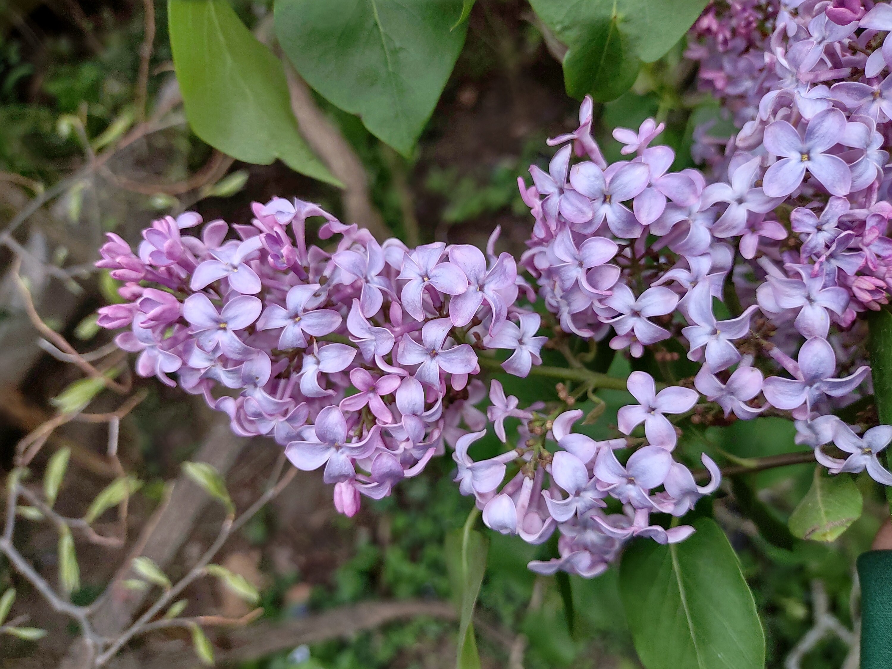 Early Korean Lilac - (1) Starter Plant - Early Blooming, Highly ...