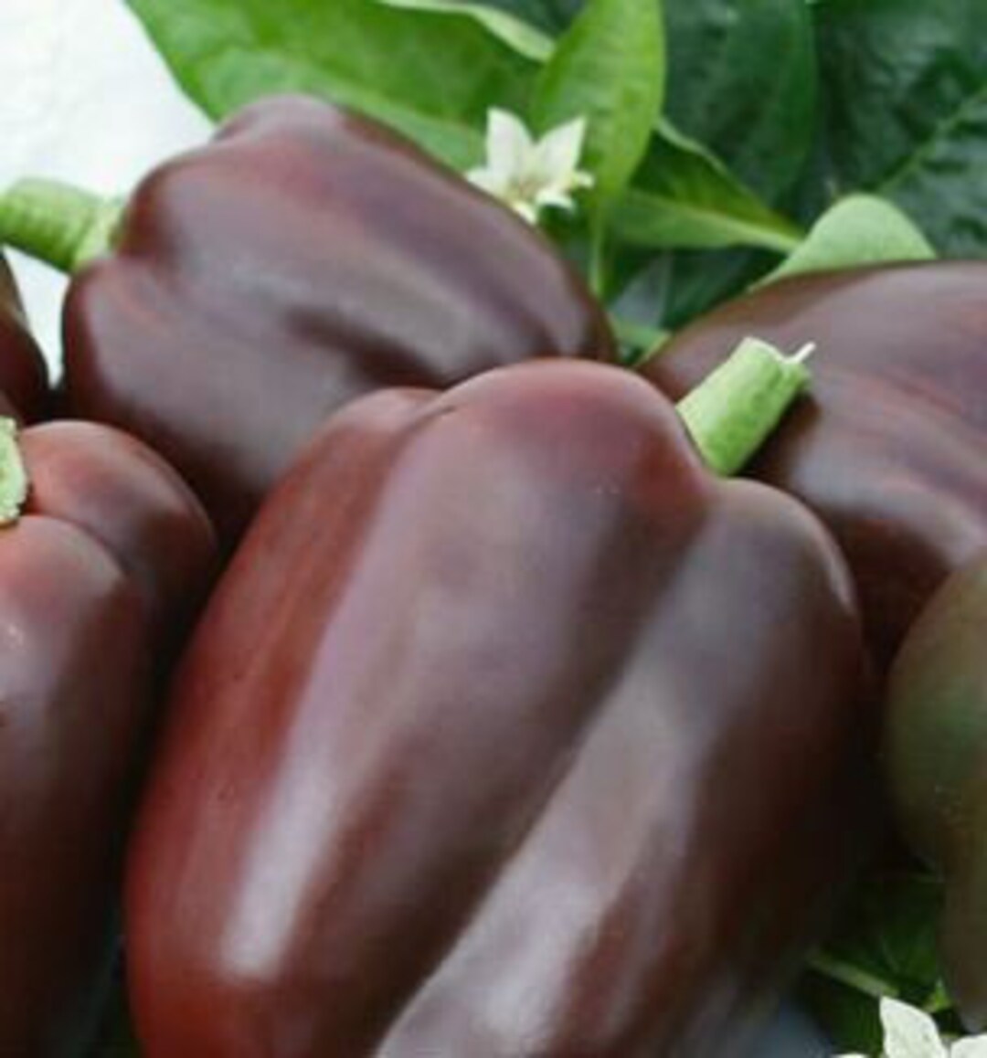 Chocolate Beauty Sweet Bell Pepper Seeds - Organic, Non-gmo - 20 Seeds ...