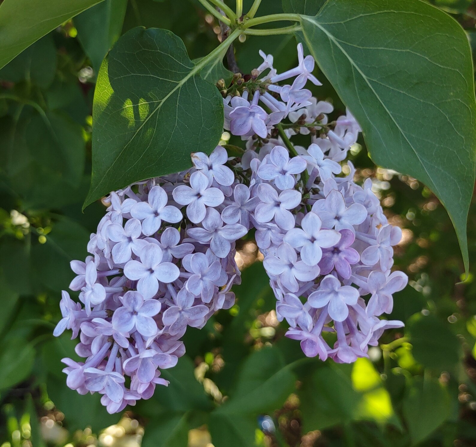 Early Korean Lilac - (1) Starter Plant - Early Blooming, Highly ...