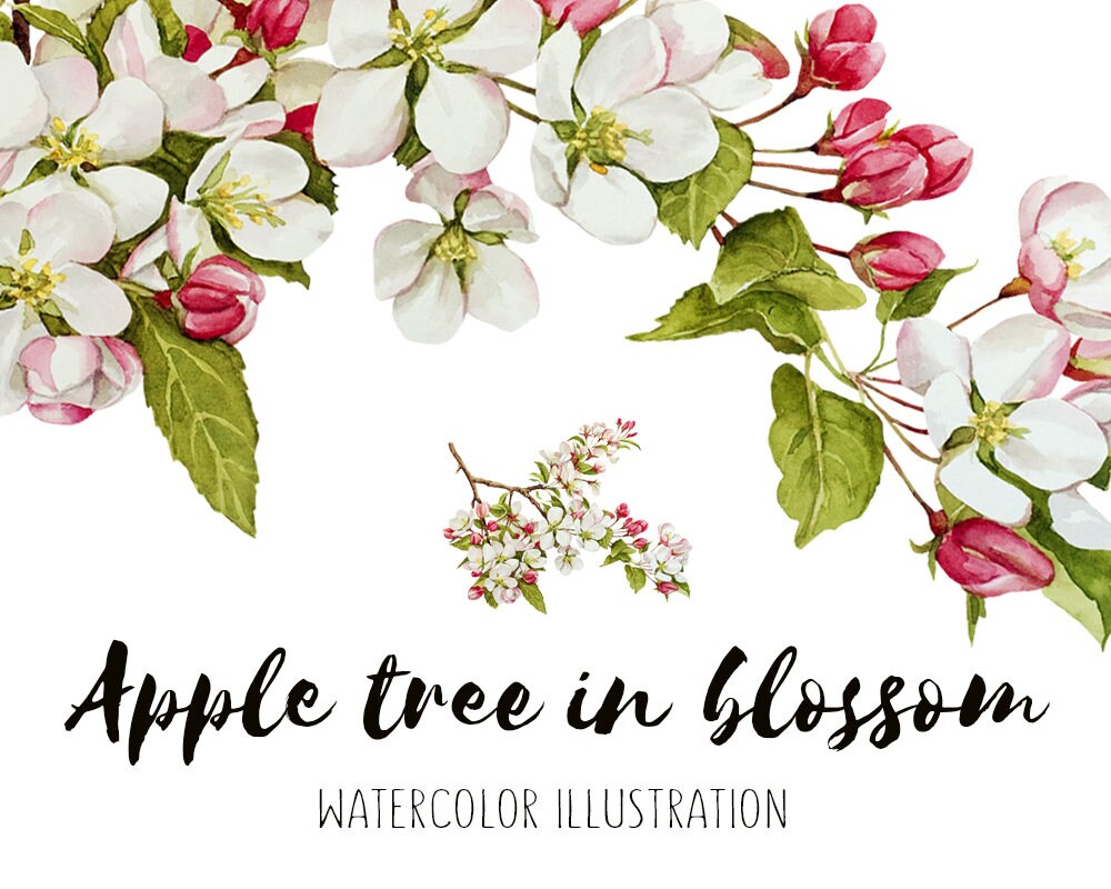 Apple Blossom Tree Clipart