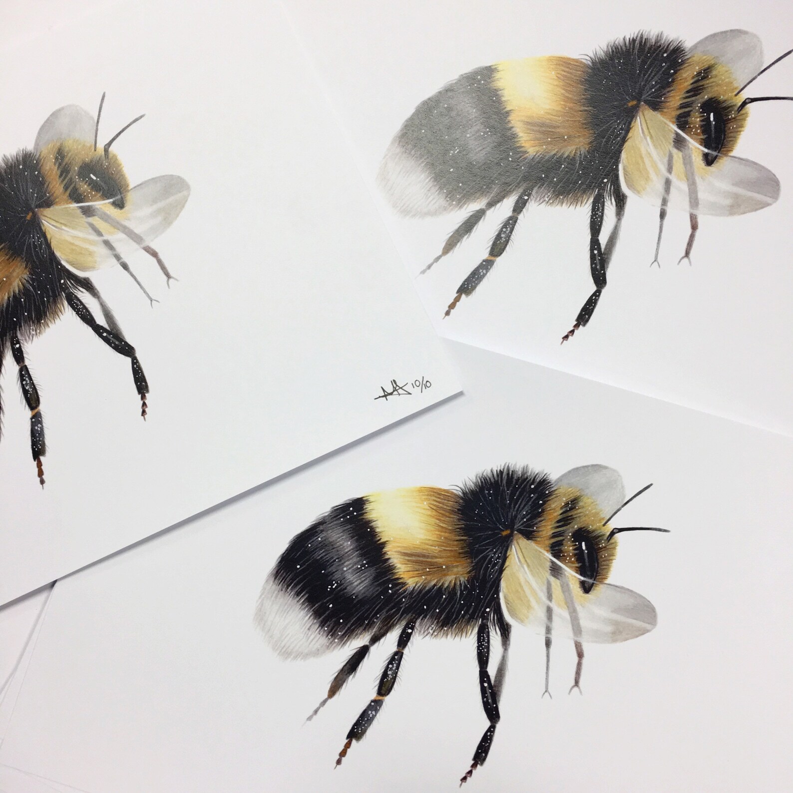 Bumble Bee Drawing A4 Print Limited Edition | Etsy