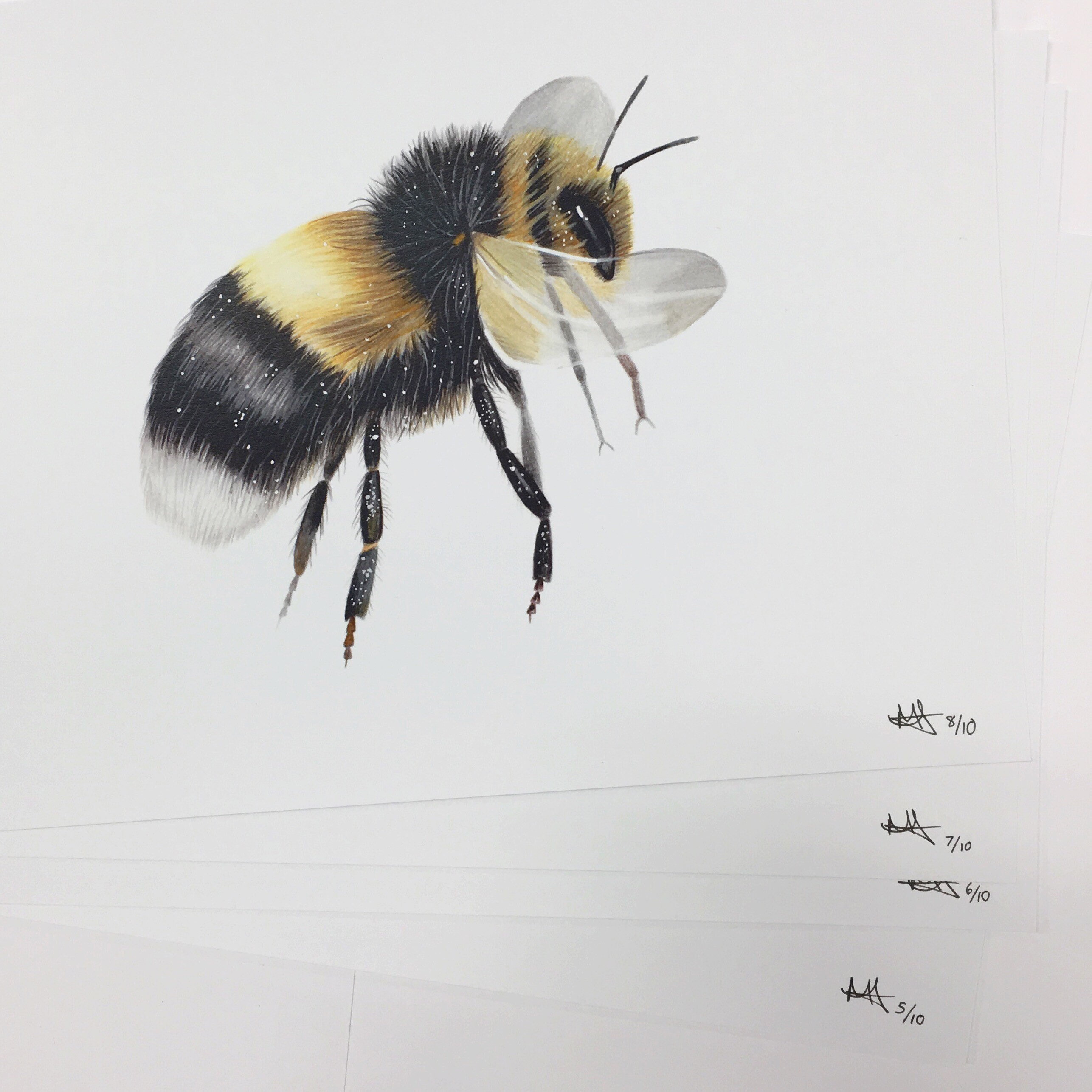 Bumble Bee Drawing A4 Print Limited Edition | Etsy