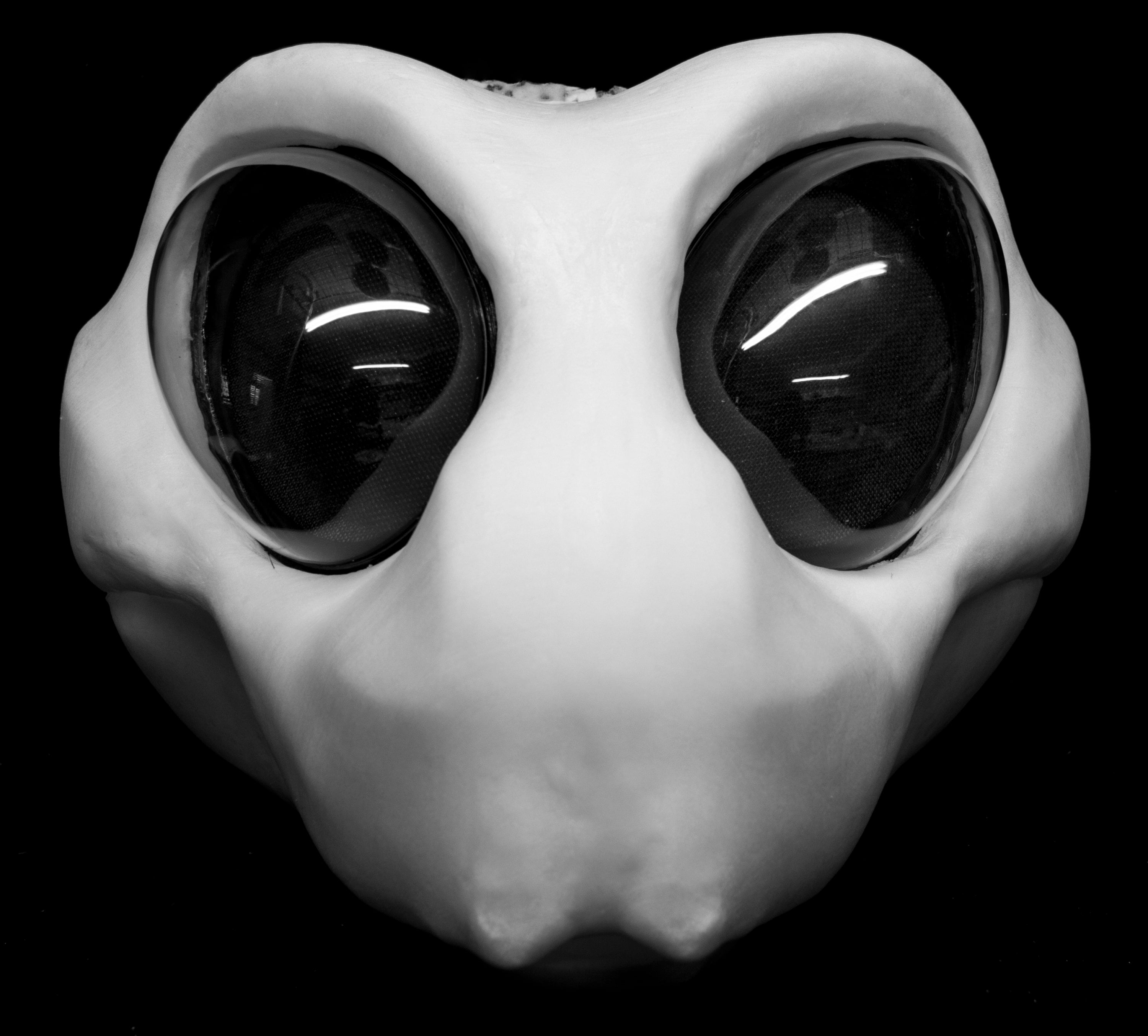 Bee / Insect Foam Head Base for Costumes Mascots and | Etsy UK