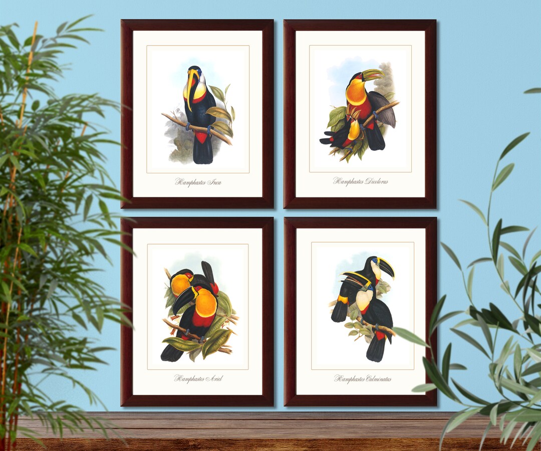 Toucans Scientific Illustration Set of 4 Giclee Art Prints 1, Natural ...