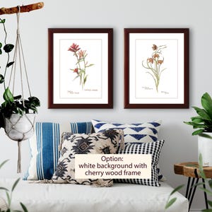 Vintage Wildflower Botanical Illustrations Set of 2 Natural History ...