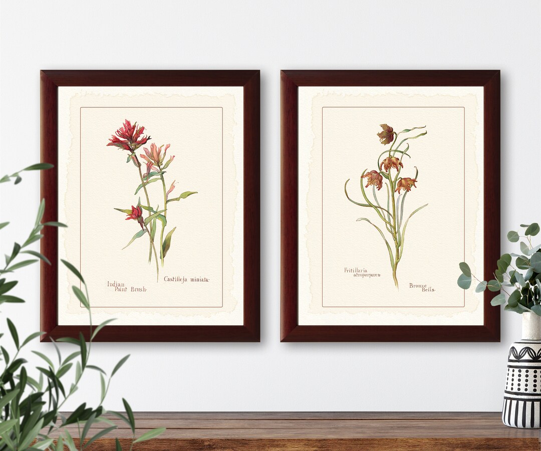 Vintage Wildflower Botanical Illustrations Set of 2 Natural History ...