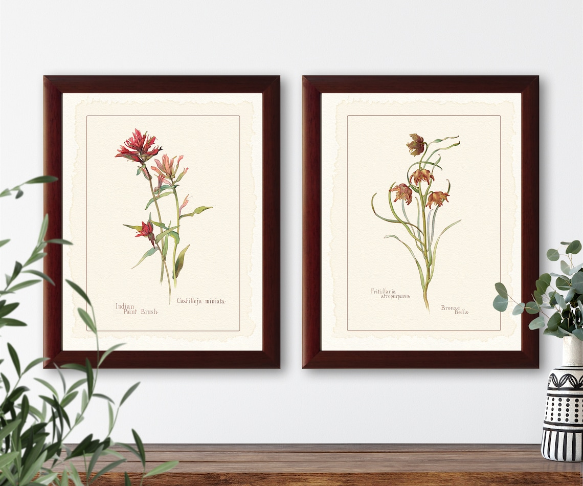 Vintage Wildflower Botanical Illustrations Set of 2 Natural History ...