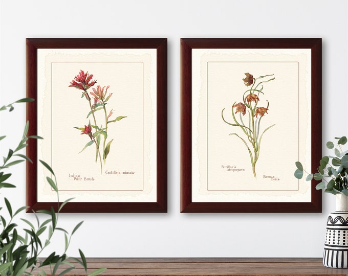 Vintage Wildflower Botanical Illustrations Set of 2 Natural History ...