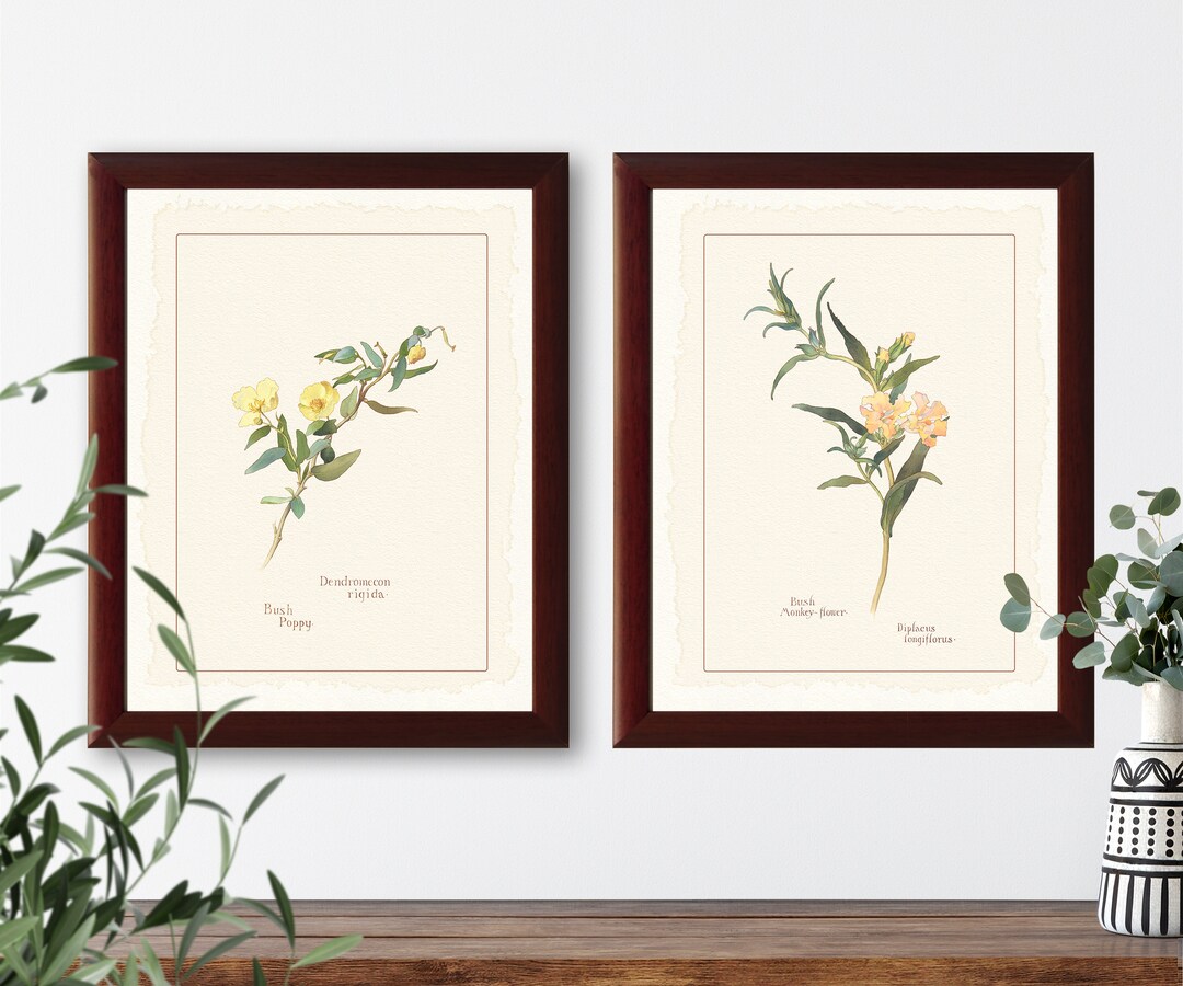 Vintage Wildflower Botanical Illustrations Set of 2 Natural History ...