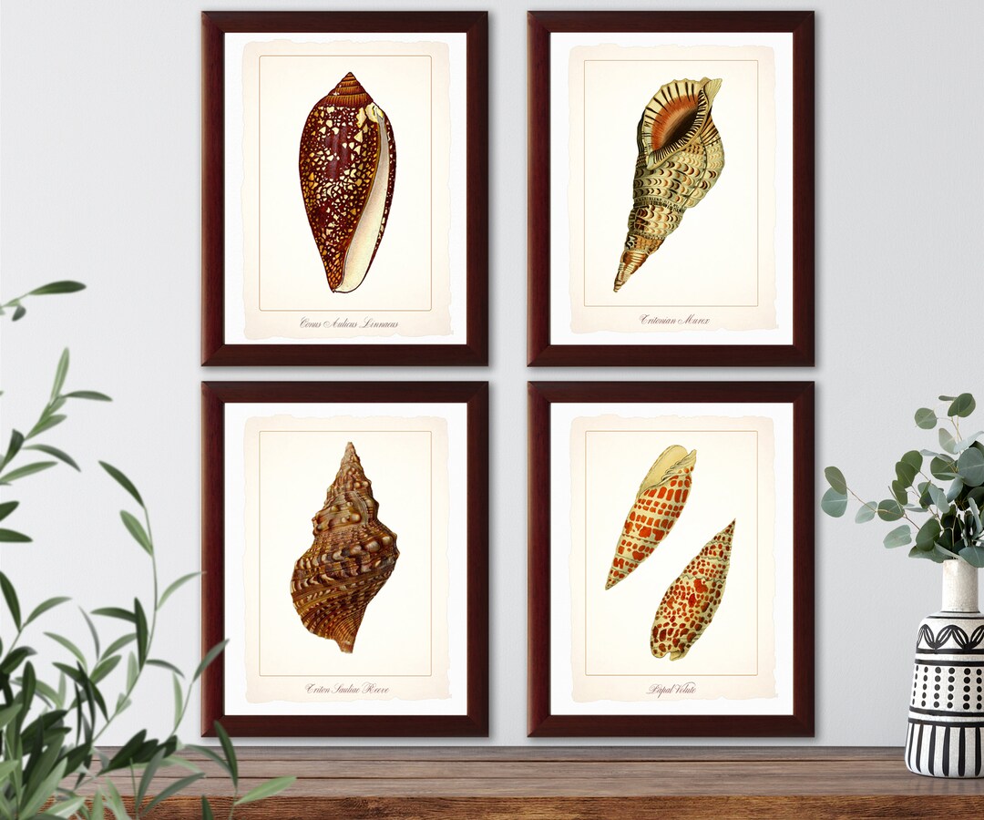 Vintage Scientific Illustration Set of 4 Seashell Natural History ...