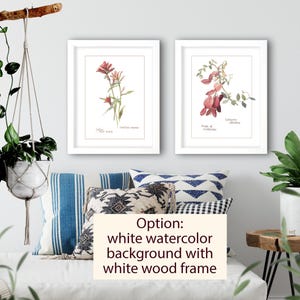 Vintage Wildflower Botanical Illustrations Set of 2 Natural History ...