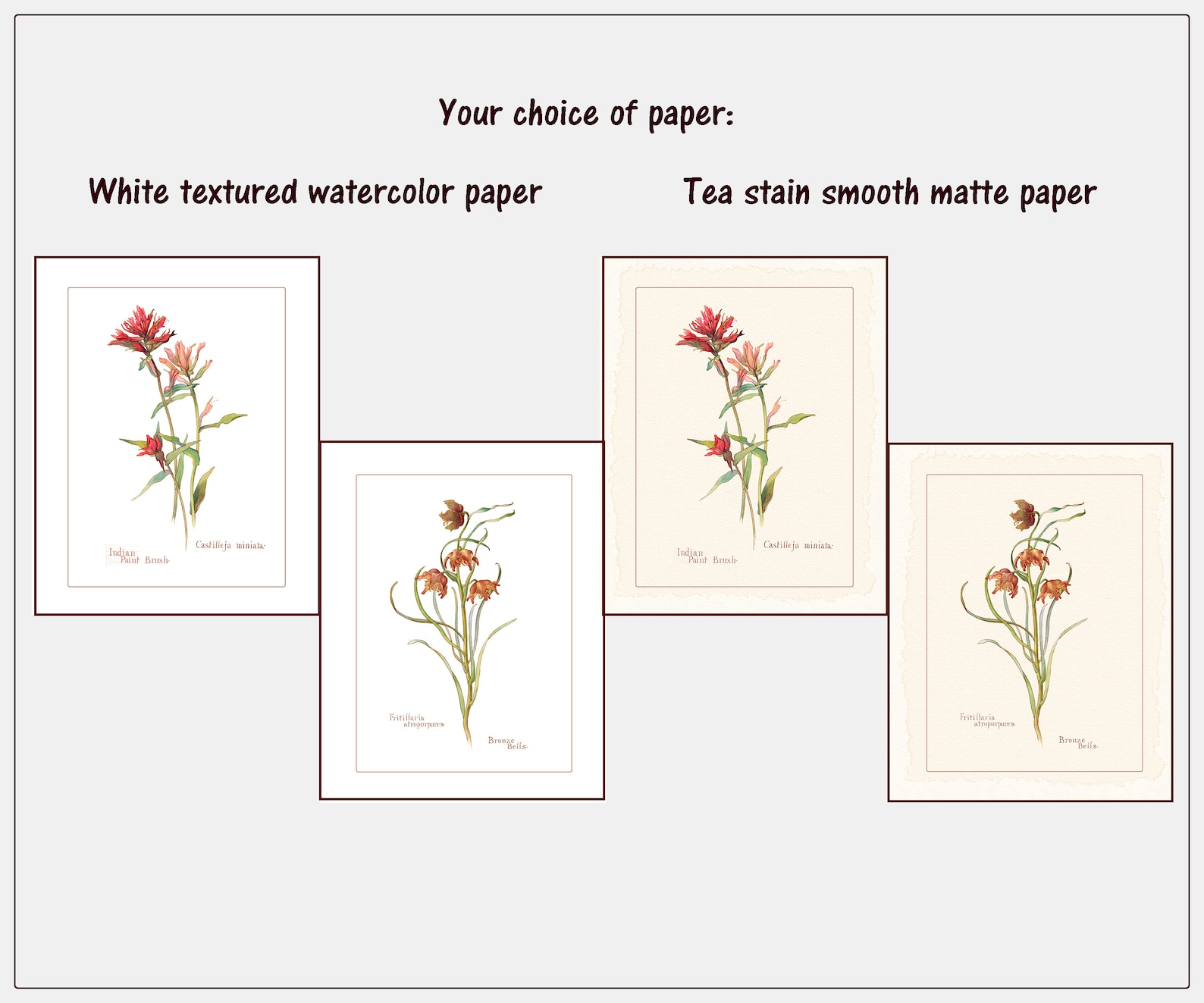 Vintage Wildflower Botanical Illustrations Set of 2 Natural History ...