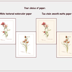 Vintage Wildflower Botanical Illustrations Set of 2 Natural History ...