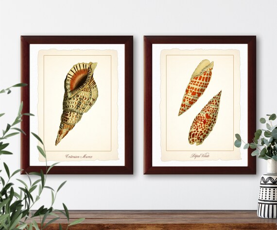 Vintage Scientific Illustration Set of 2 Seashell Natural | Etsy