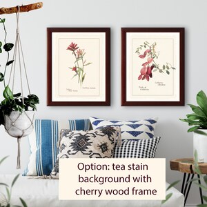Vintage Wildflower Botanical Illustrations Set of 2 Natural History ...