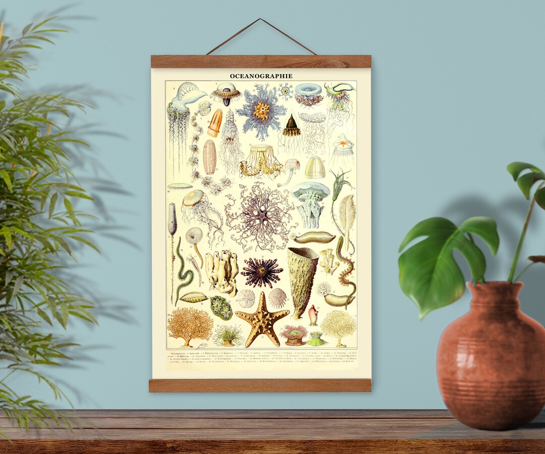 Oceanography Vintage Scientific Illustration, Larousse Educational ...