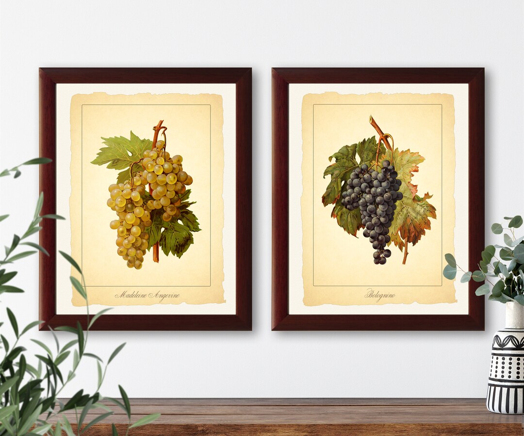 Vintage French Scientific Illustration Set of 2 Natural History Grapes ...