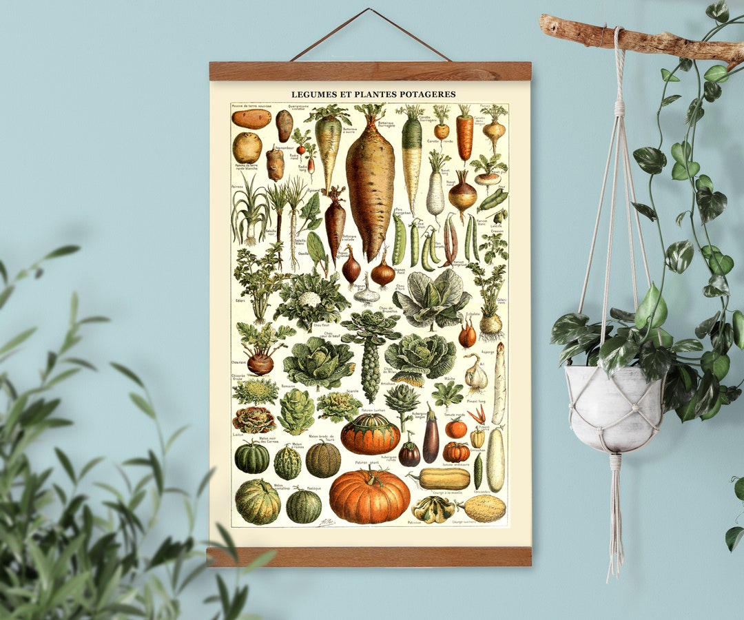 Vegetables Botanical Wall Art, Larousse Educational Illustration ...