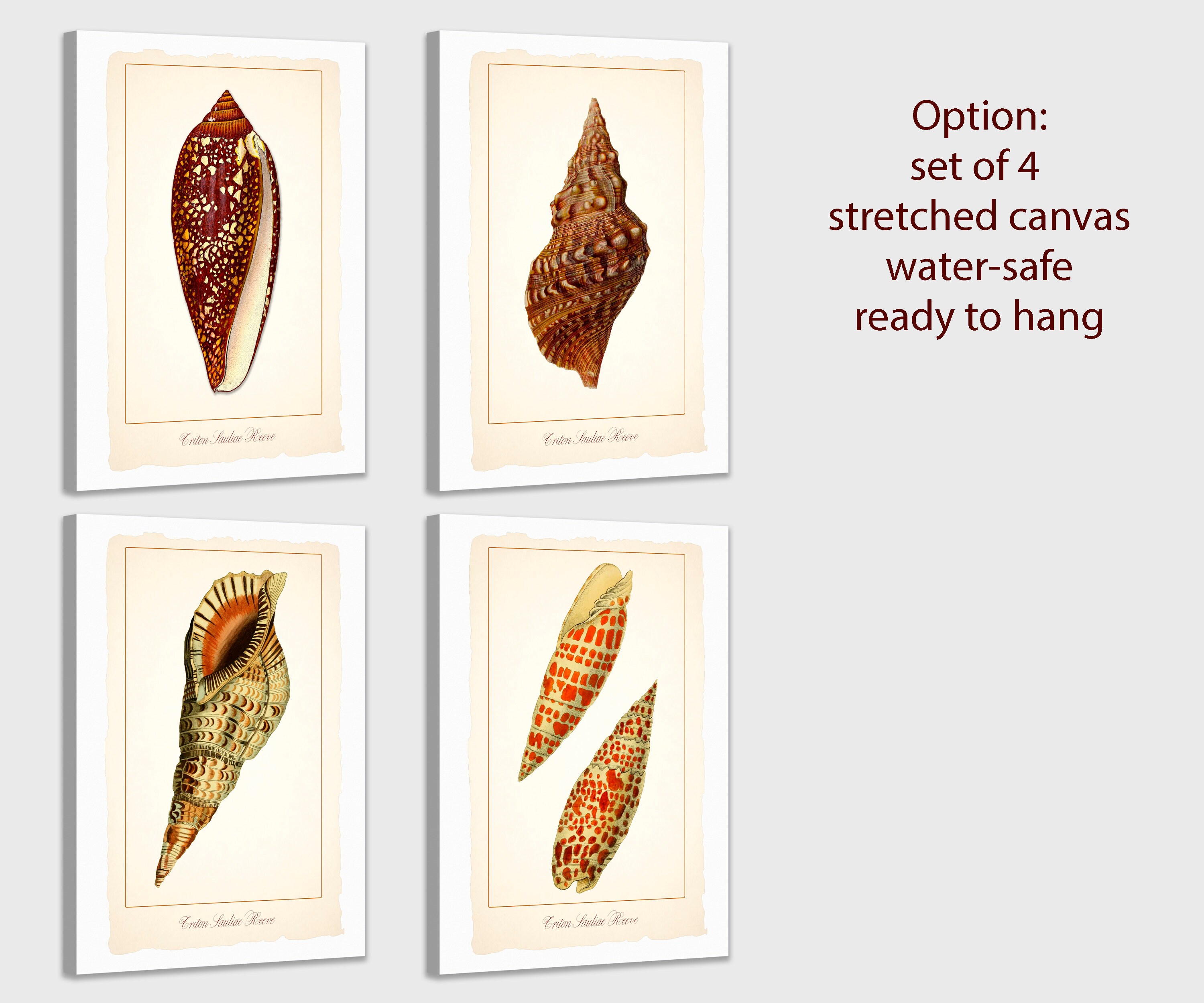 Vintage Scientific Illustration Set of 4 Seashell Natural History ...
