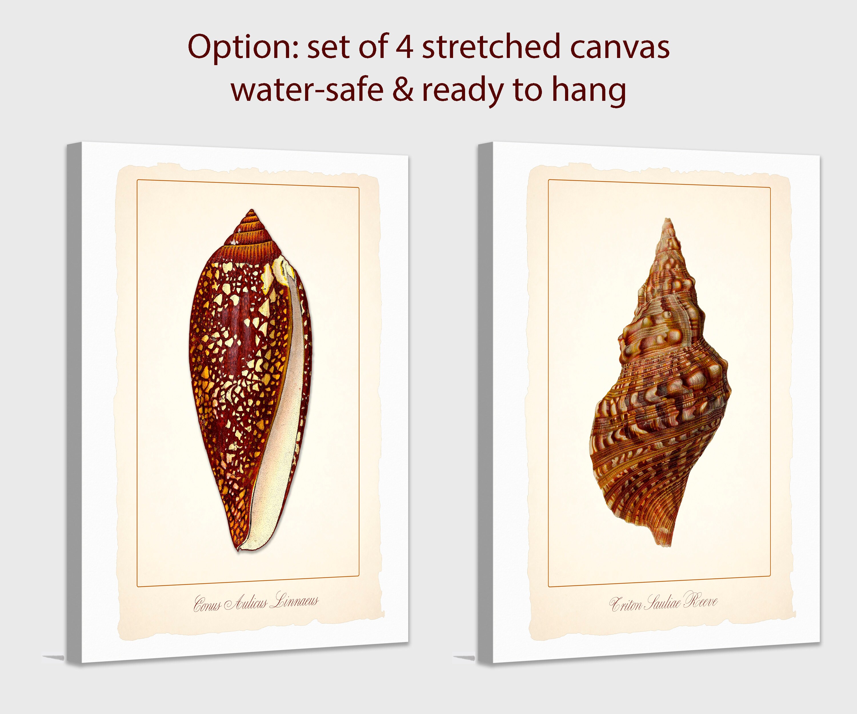 Vintage Scientific Illustration Set of 2 Seashell Natural - Etsy