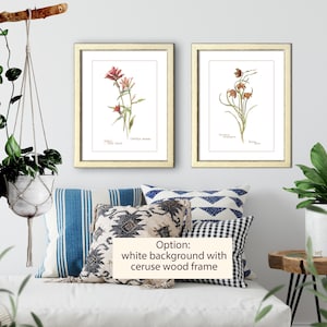Vintage Wildflower Botanical Illustrations Set of 2 Natural History ...