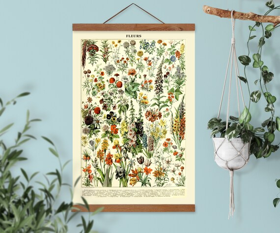 Floral Scientific Illustration