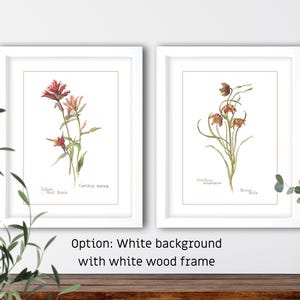 Vintage Wildflower Botanical Illustrations Set of 2 Natural History ...