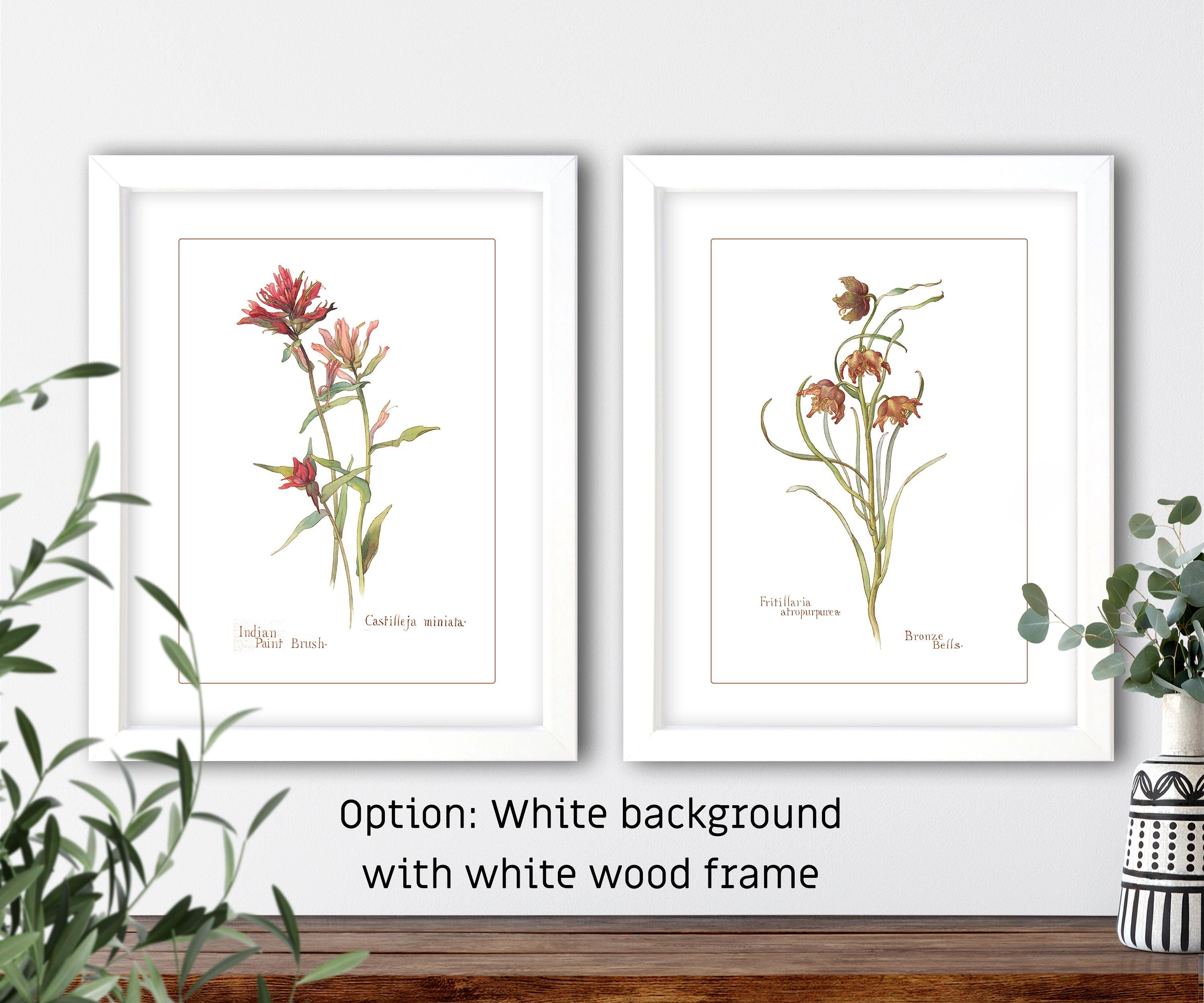 Vintage Wildflower Botanical Illustrations Set of 2 Natural History ...