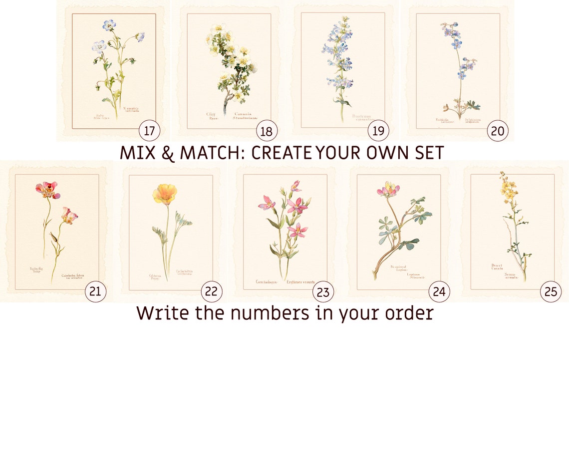Vintage Wildflower Botanical Illustrations Set of 2 Natural History ...