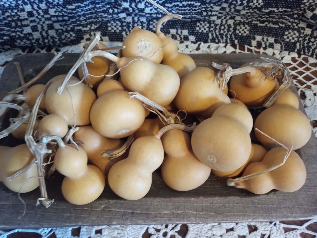 Mini Gourd Bowl Fillers, Natural Small Spinner Gourds, Primitive Bowl ...