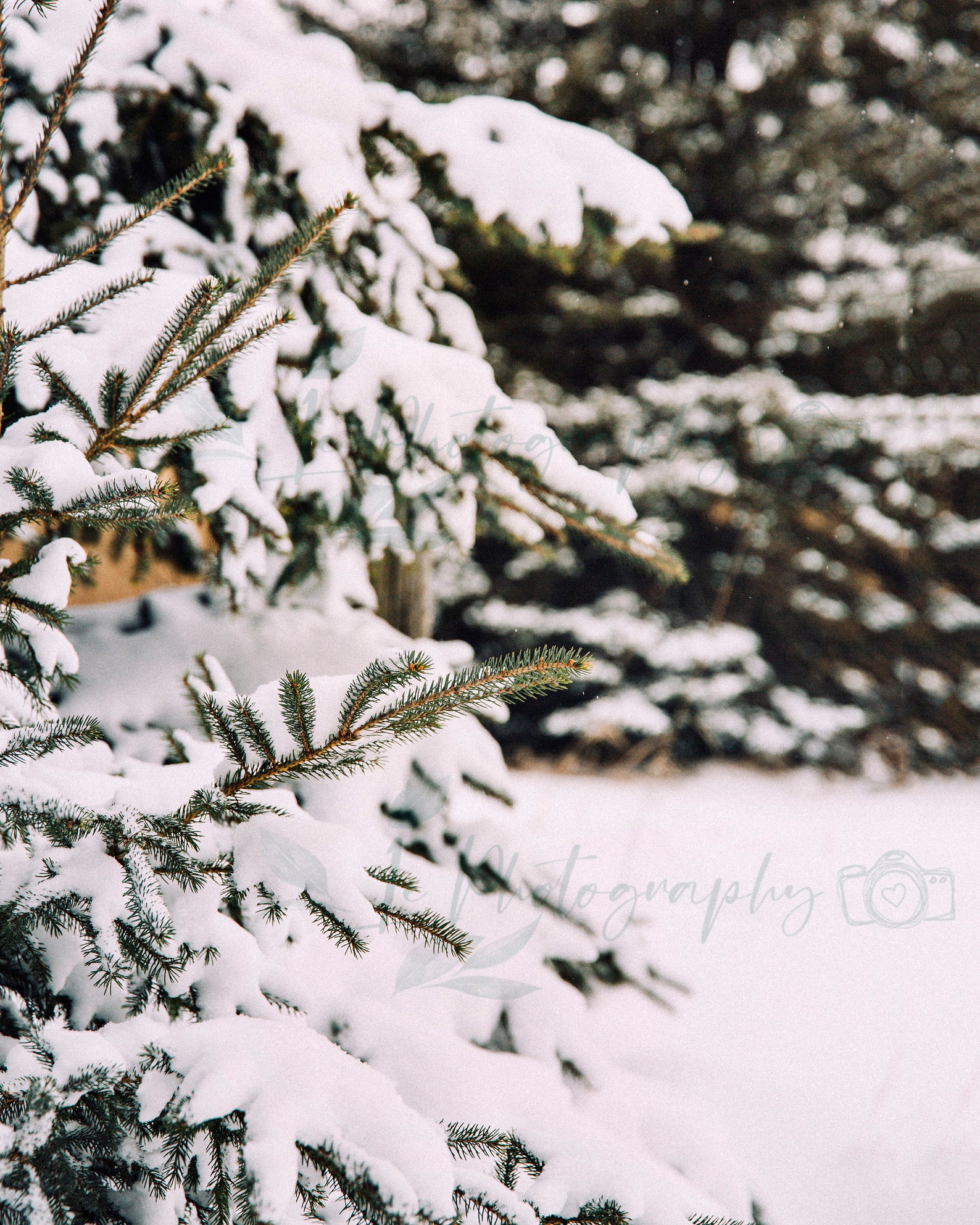 5 Winter Digital Backdrops, Snowy Pine Tree Digital Backdrop, Digital ...