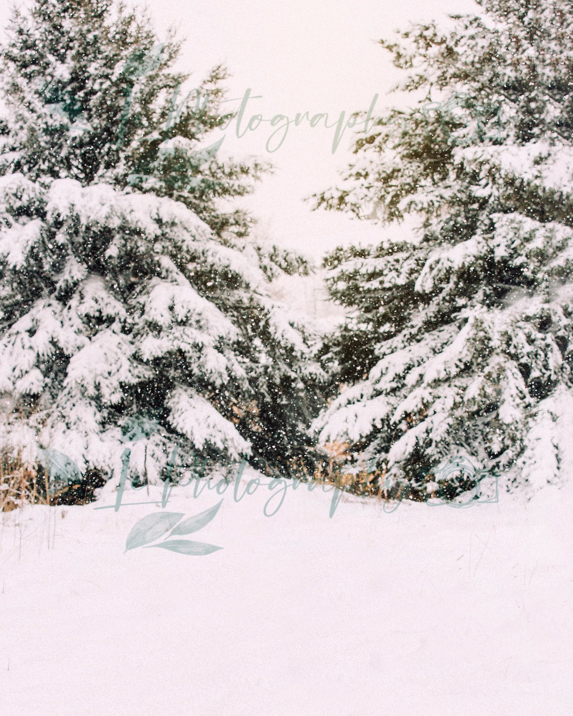 5 Winter Digital Backdrops, Snowy Pine Tree Digital Backdrop, Digital ...