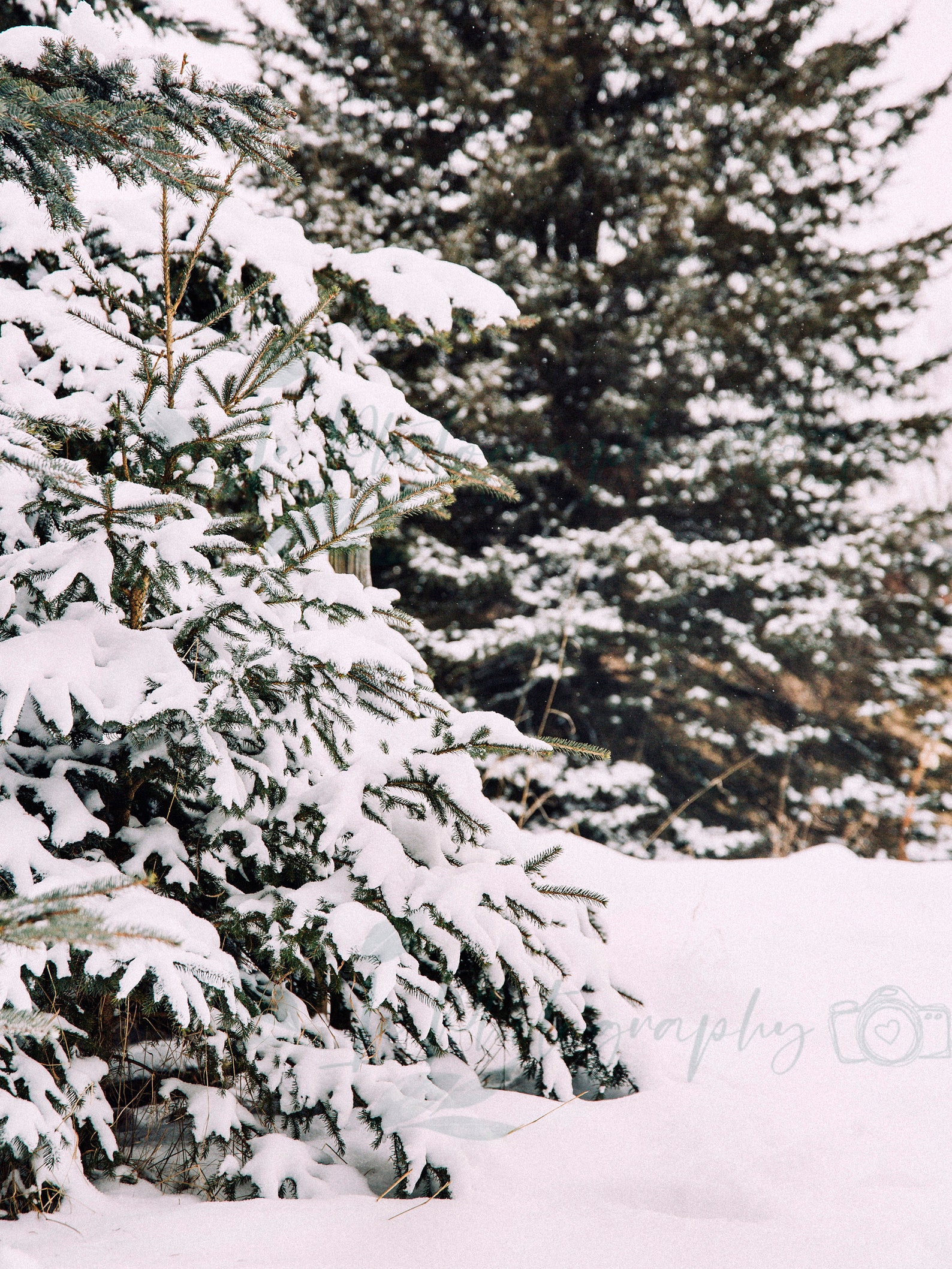 5 Winter Digital Backdrops, Snowy Pine Tree Digital Backdrop, Digital ...