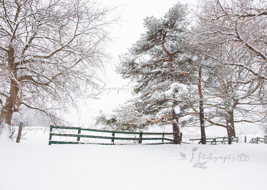 3 Winter Digital Backdrops, Snowy Pine Tree Digital Backdrop, Digital ...