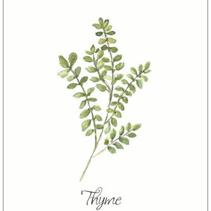 Watercolor Herb Notecards: Basil, Rosemary, Thyme, Sage, Parsley - Etsy