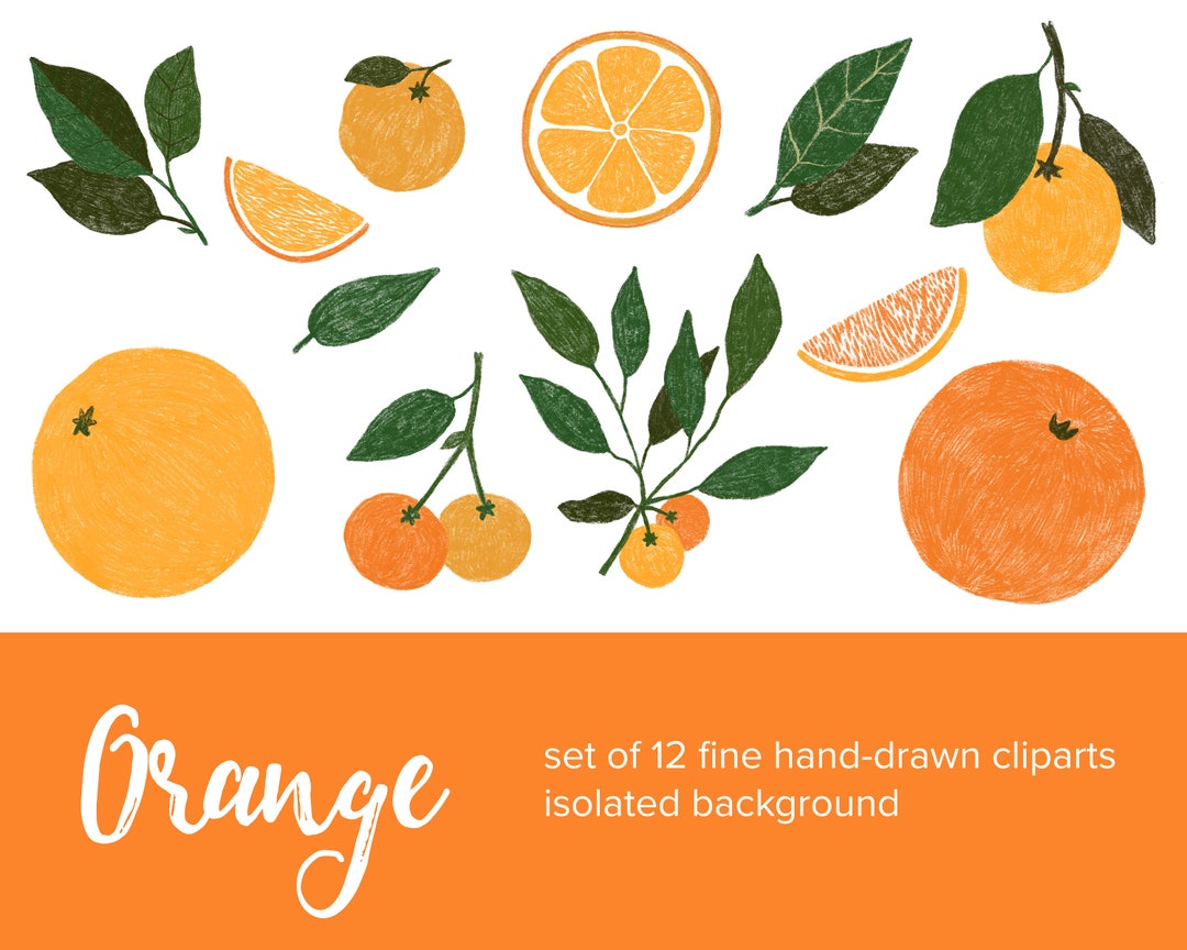 Orange Pencil Hand-drawn Clip Art Illustration Instant Download Fruit ...