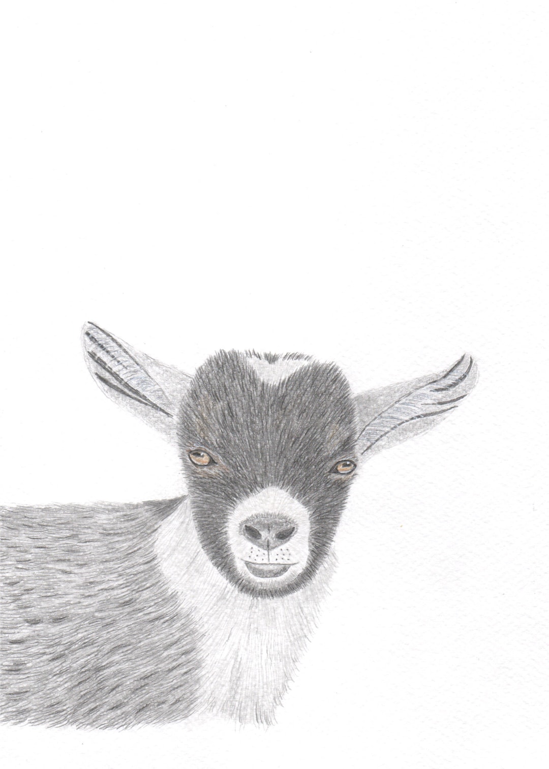 ORIGINAL ART Goat Pencil Drawing Graphite Drawing Black - Etsy