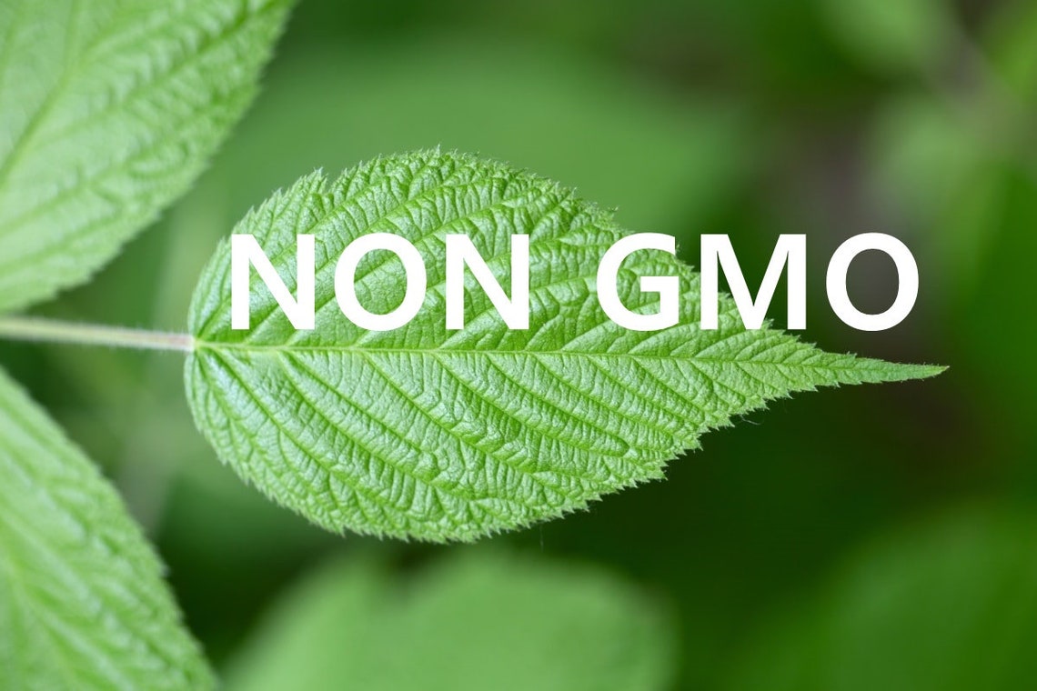 Natural Pure Camphor / Available From 2oz-32oz / Camphorum - Etsy UK