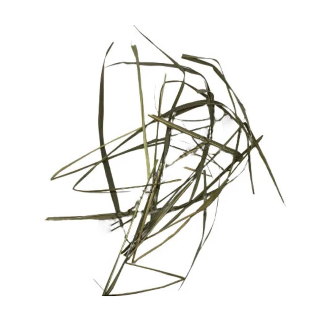 Dried Sweetgrass / Natural / Hierochloe Odorata - Etsy