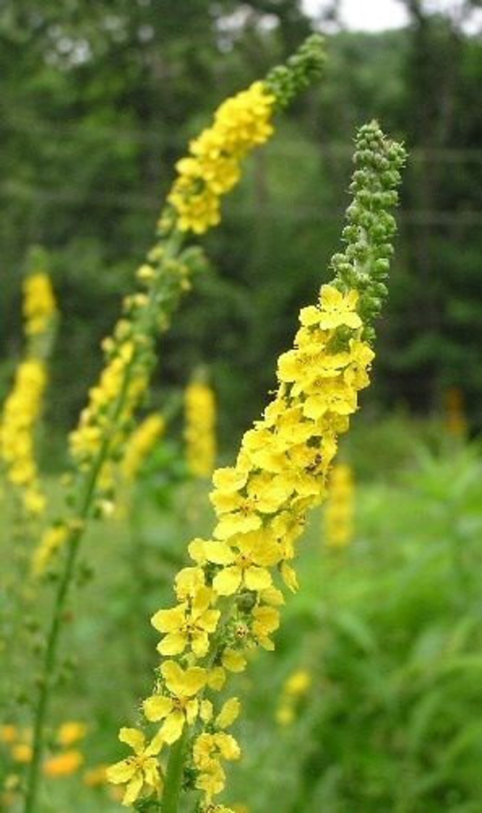 Organic Agrimony herb / Available from 1oz-2lbs 28g-907g / | Etsy