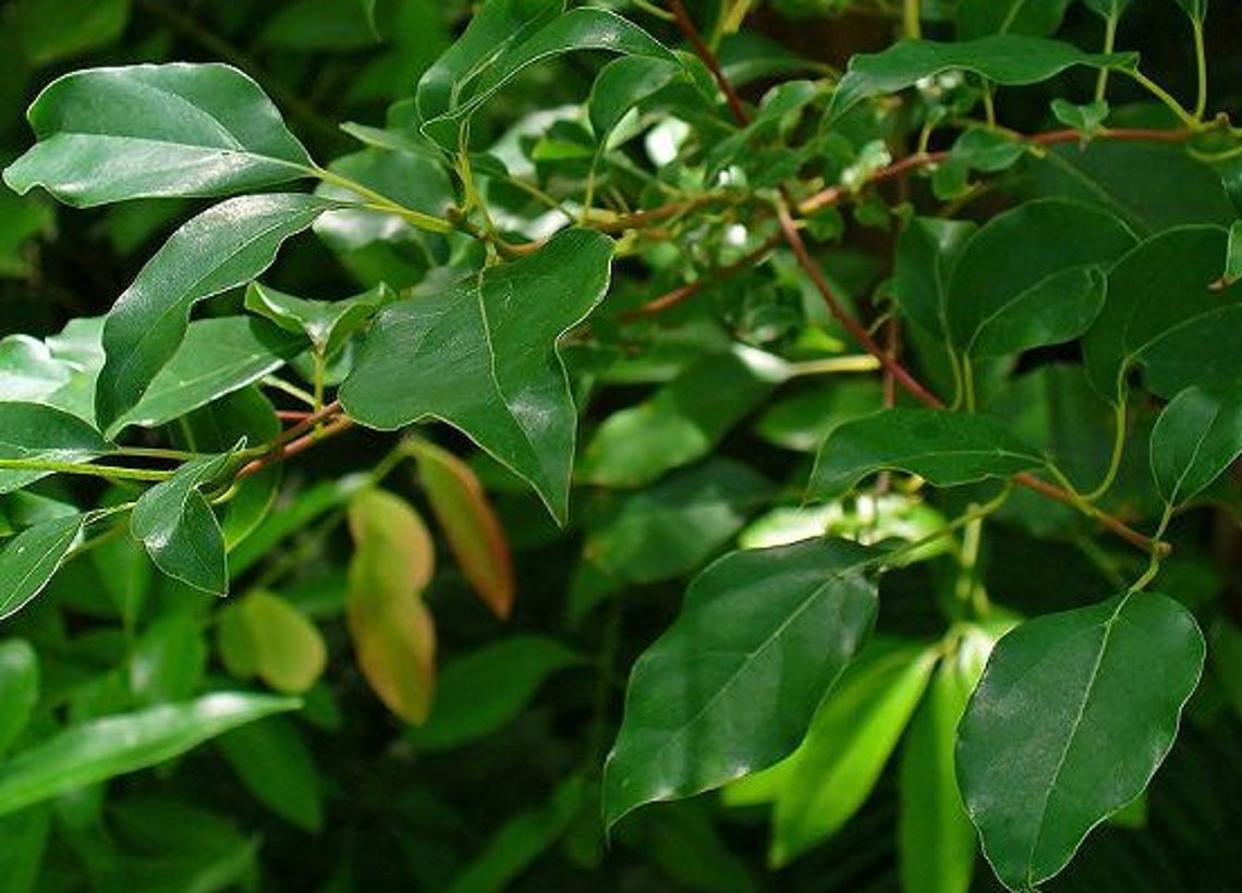 Natural Pure Camphor / Available From 2oz-32oz / Camphorum - Etsy UK