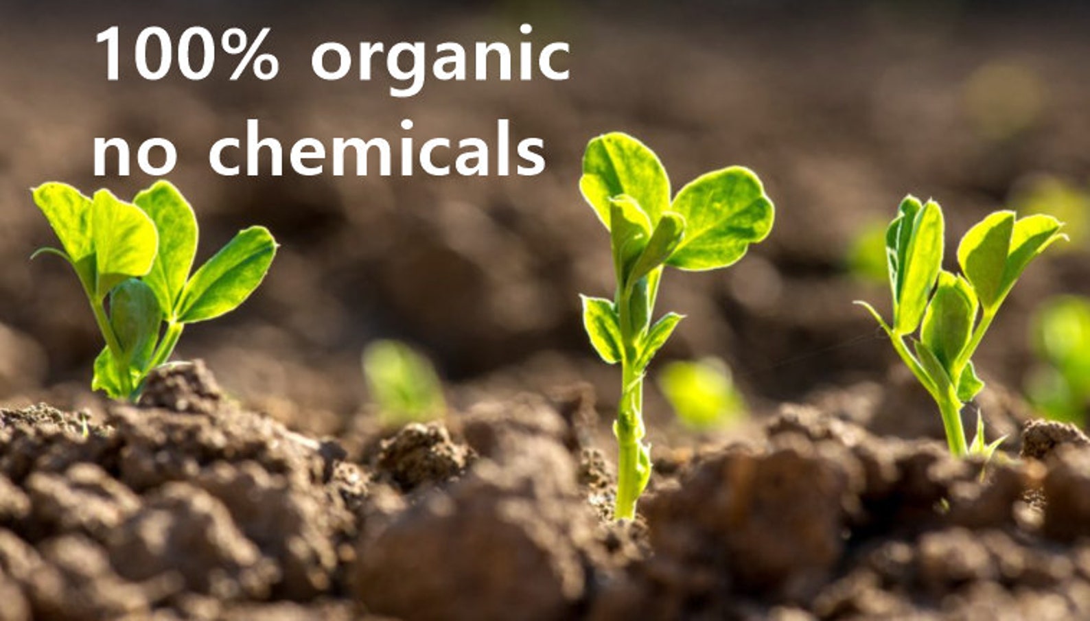 Natural Pure Camphor / Available From 2oz-32oz / Camphorum - Etsy UK